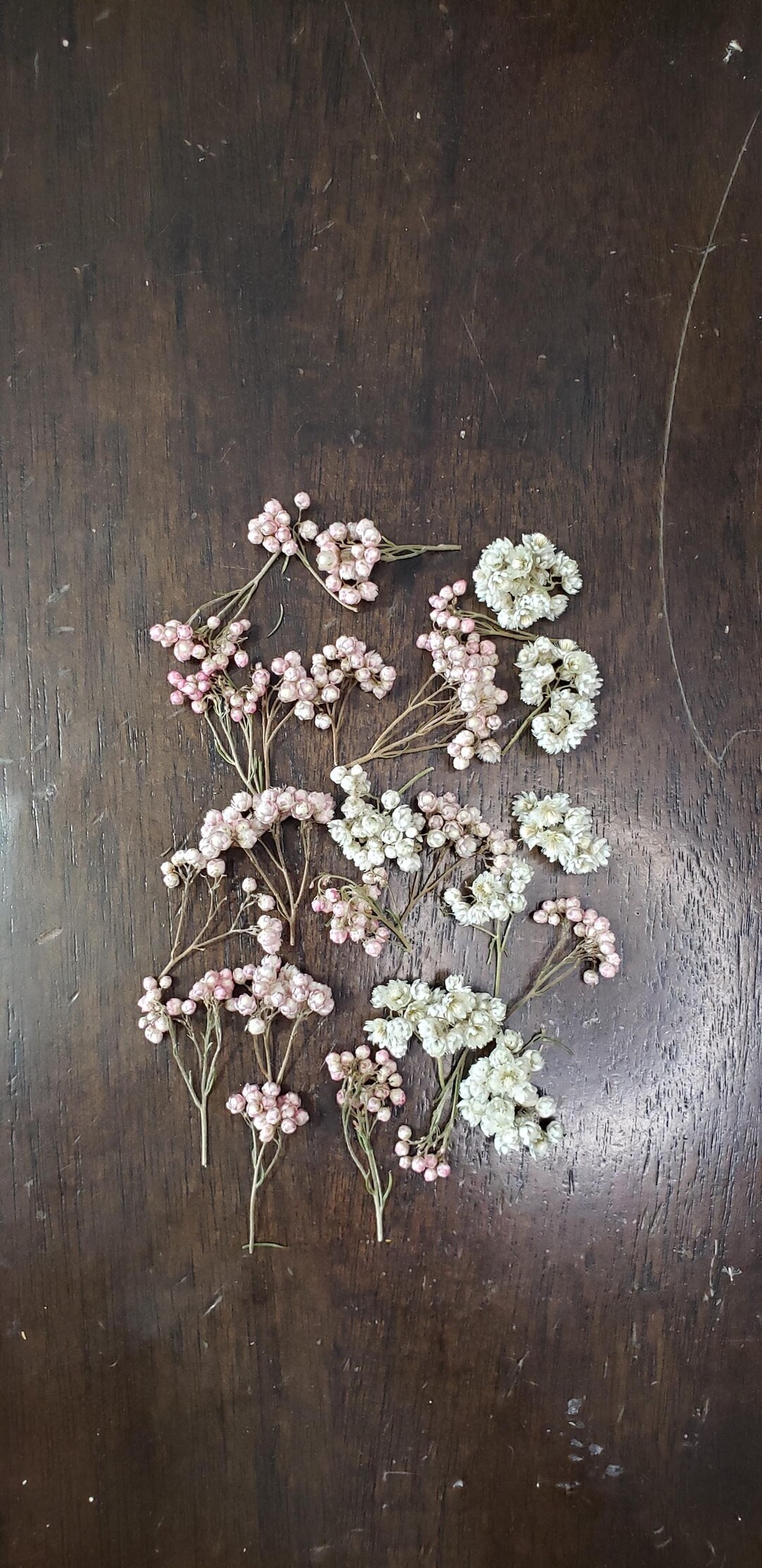 Mini Rice Flowers for Crafts, Dry Flowers for Resin, Ozothamnus Flower ...