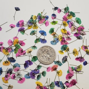 Mixed Color Mini Pressed Flowers, Tiny Flower for Small Crafts, for ...