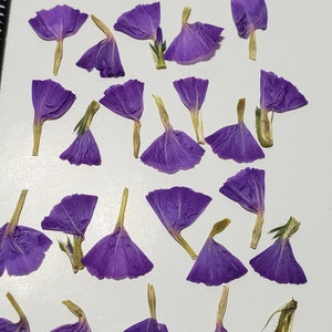 Pressed Mini Statice, Small Flower for Resin - Etsy