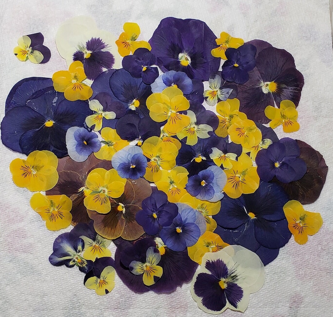 Pressed Dried Pansy Set, Pressed Flowers - Etsy