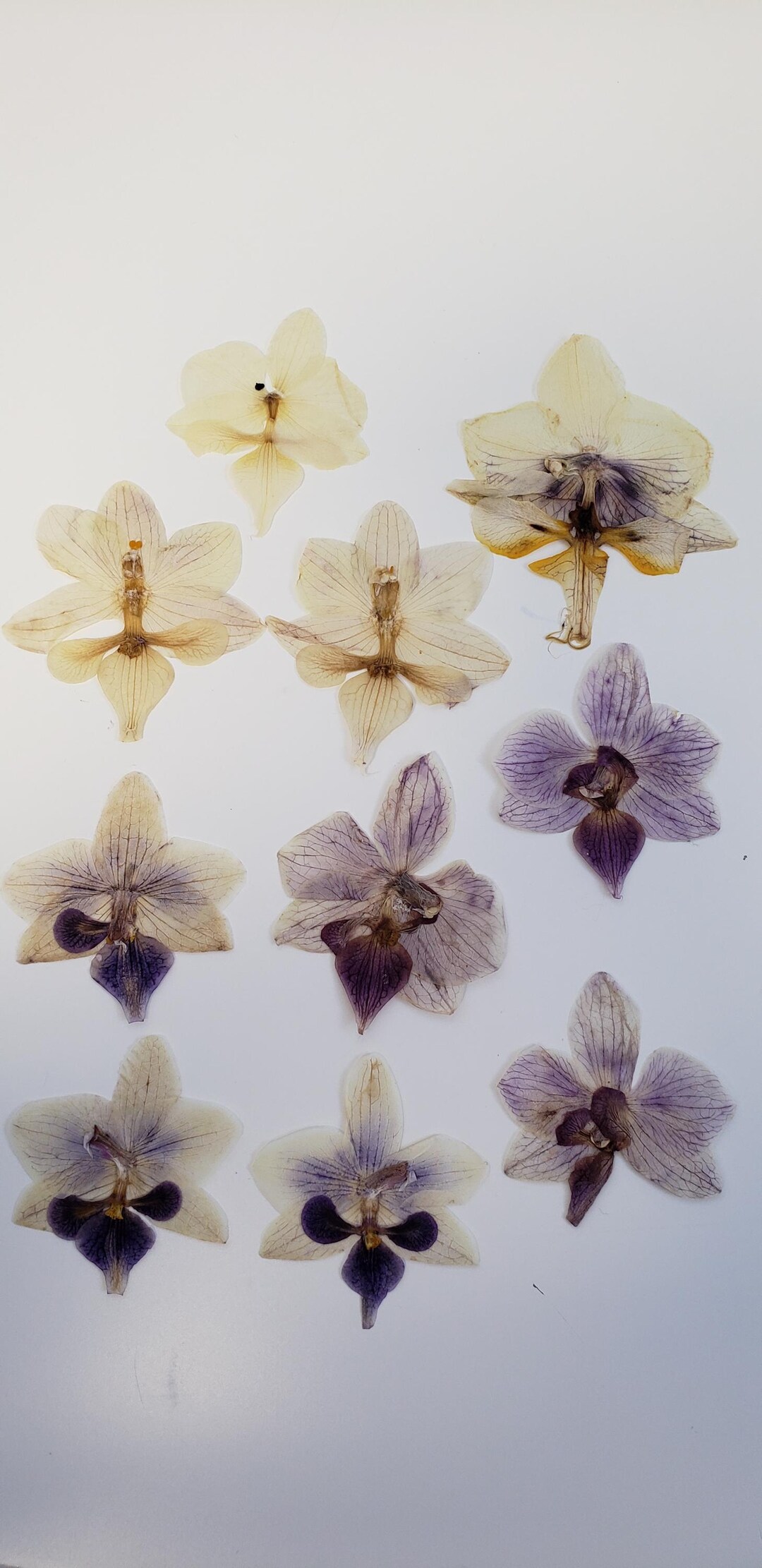Smallest Pressed Orchid Flowers for Crafts, Resin, Jewelry - Etsy