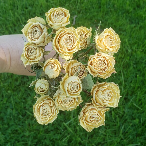 Dried White Roses - Etsy
