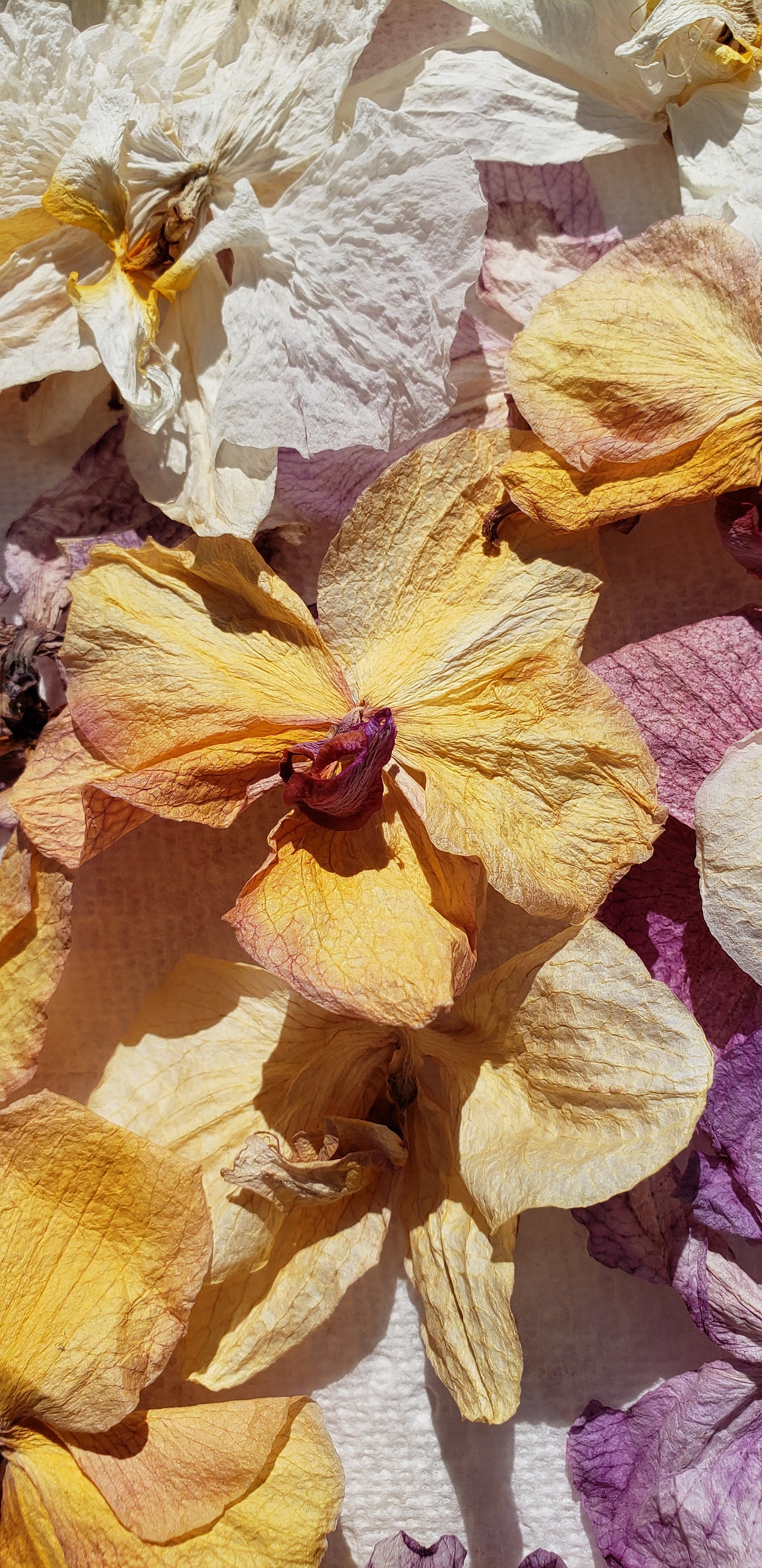 Fully Open Air Dried Orchid Flowers for Crafts Jewelry - Etsy