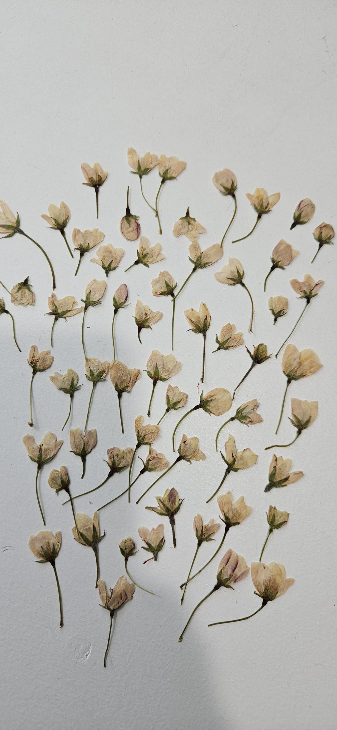 Pressed Spring Flower Buds, 30 Small Pieces - Etsy