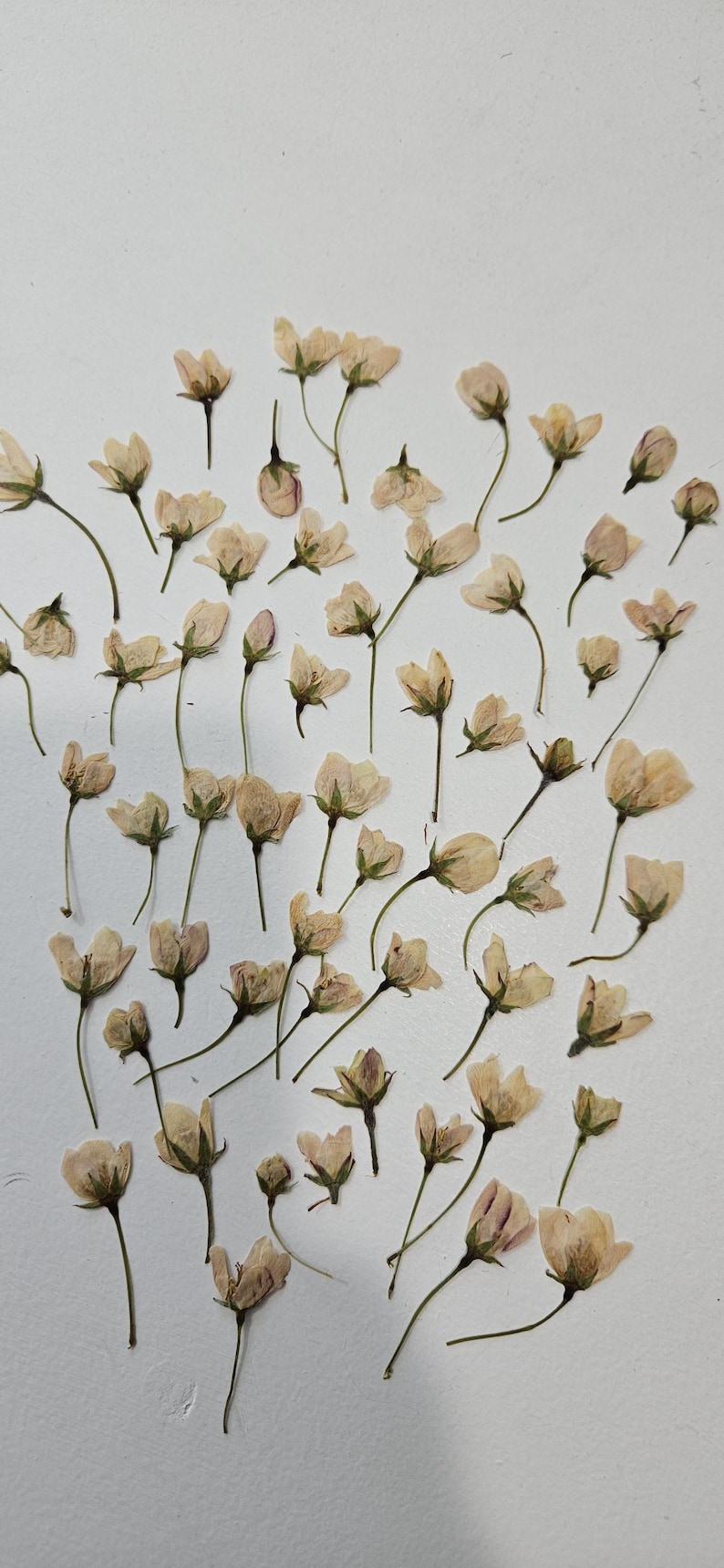 Pressed Spring Flower Buds, 30 Small Pieces - Etsy