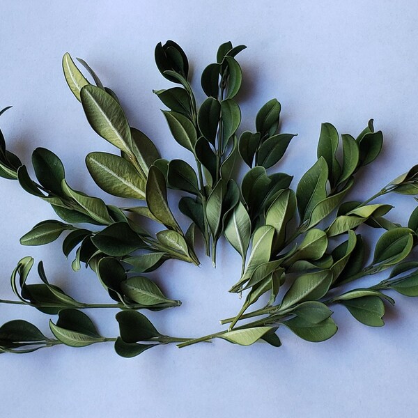 Dried Greenery - Etsy