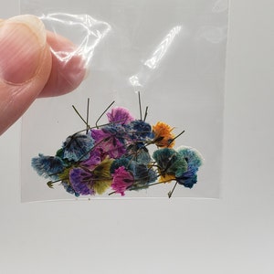 Mixed Color Mini Pressed Flowers, Tiny Flower for Small Crafts, for ...