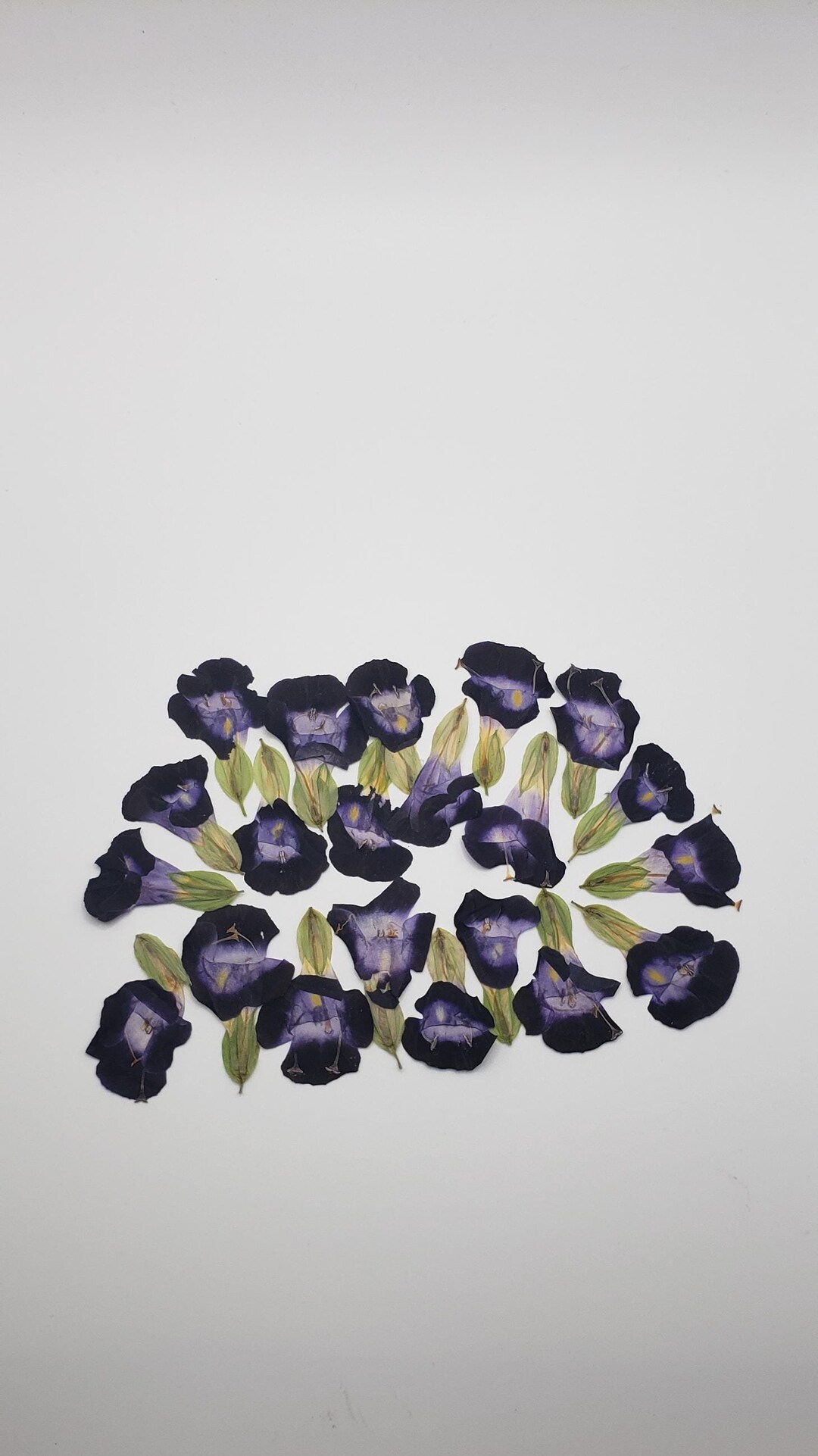 Pressed Blue Flowers, Real Dried Flowers for Resin, Crafts, Jewelry ...