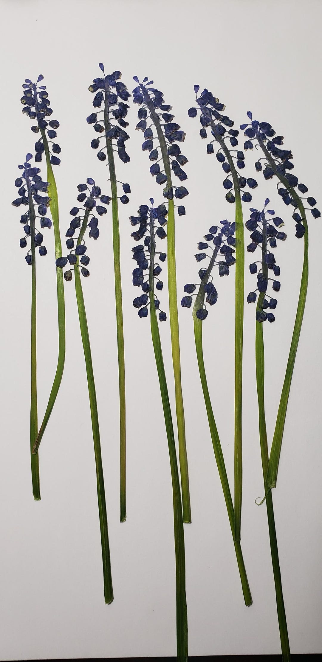 Pressed Grape Hyacinth Flowers, Set of 10 - Etsy