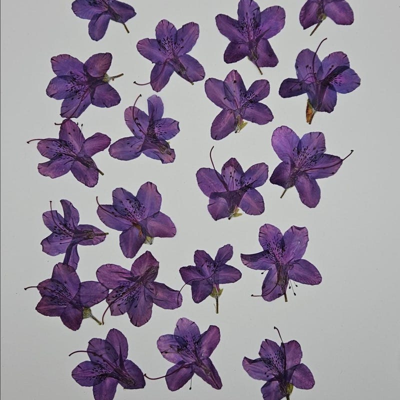 Azalea Dry - Etsy