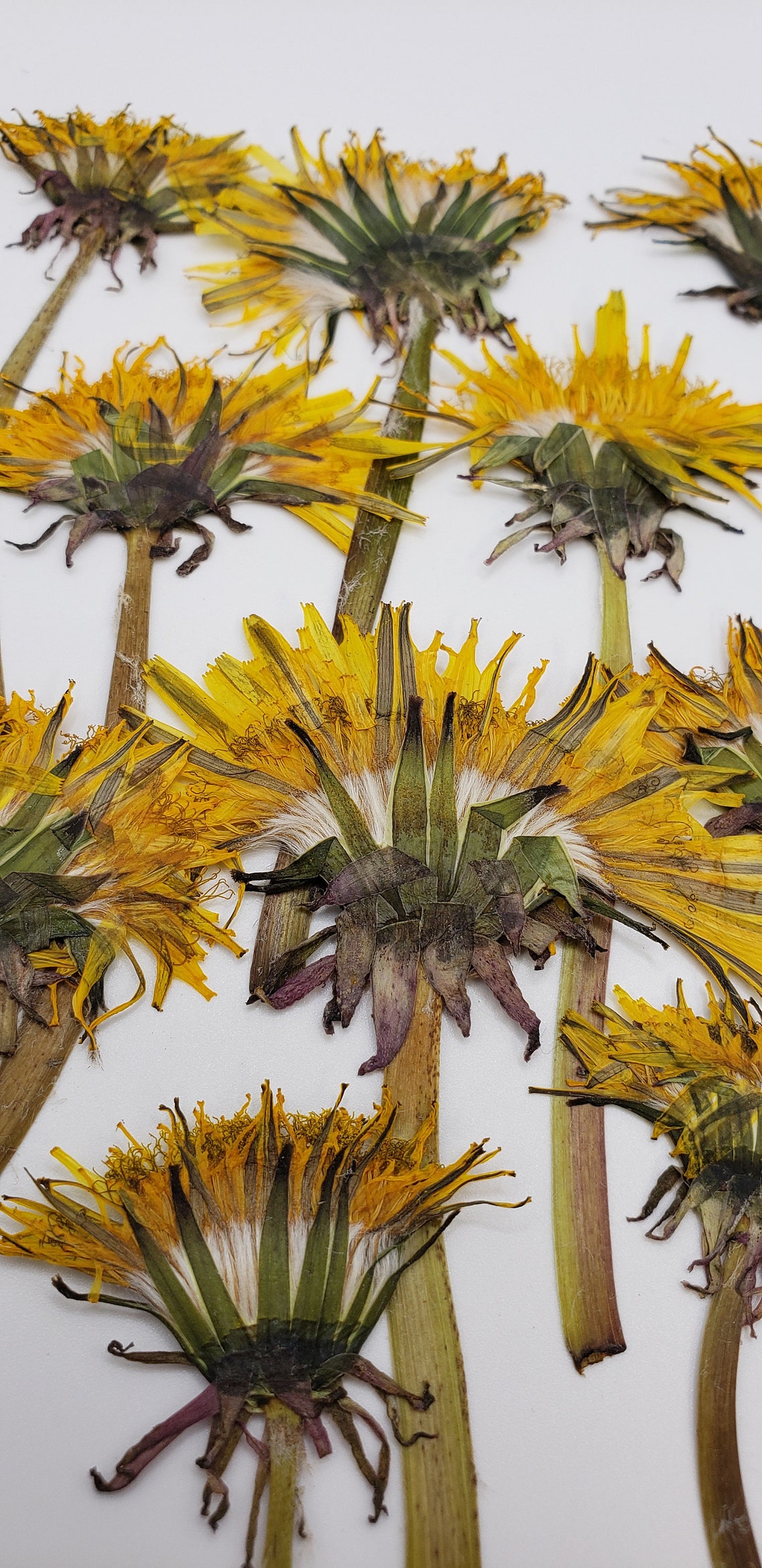 Pressed Dandelion Flowers, Dry Wild Flower for Resin - Etsy