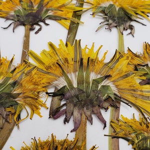 Pressed Dandelion Flowers, Dry Wild Flower for Resin - Etsy