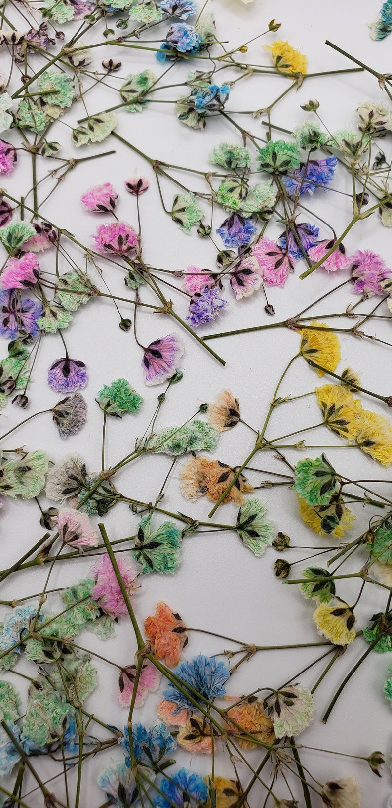 Unicorn Babys Breath, 20 Small Pieces - Etsy