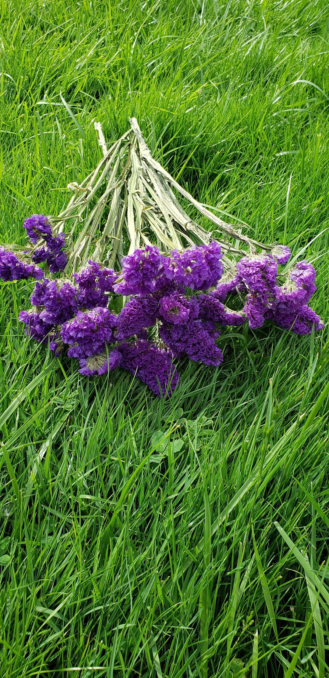 Dried Statice Flower, Purple Buquet, Long Stem Dry Flowers, Real Flower ...