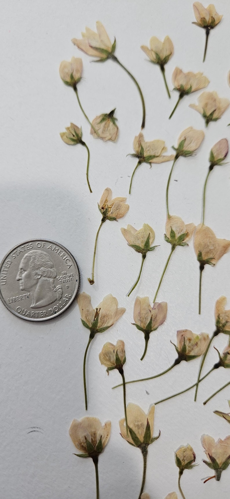 Pressed Spring Flower Buds, 30 Small Pieces - Etsy