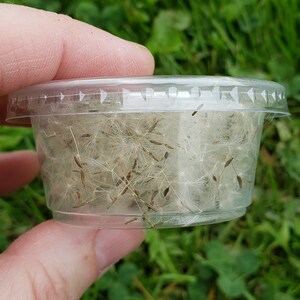 Dandelion Seeds - Etsy