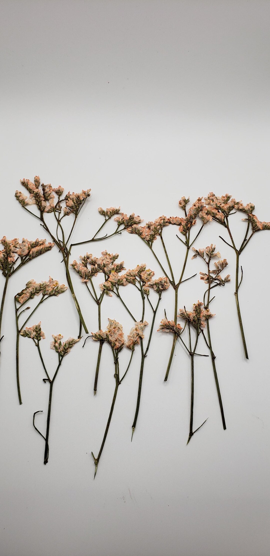 Pressed Orange German Statice Flowers for Crafts, for Resin - Etsy