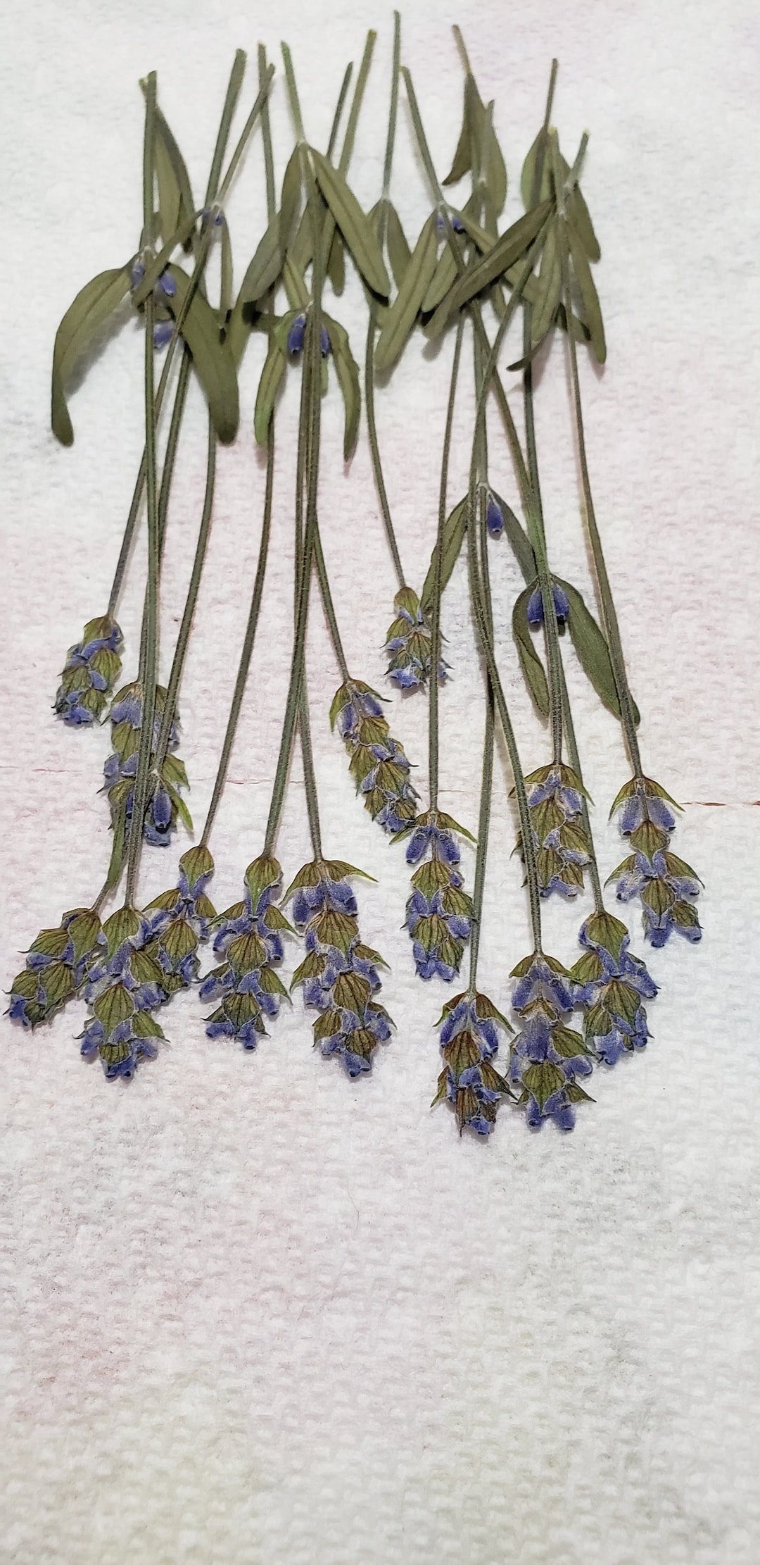 Pressed Lavender for Crafts, the Most Delicate Lavender, Real Dry ...