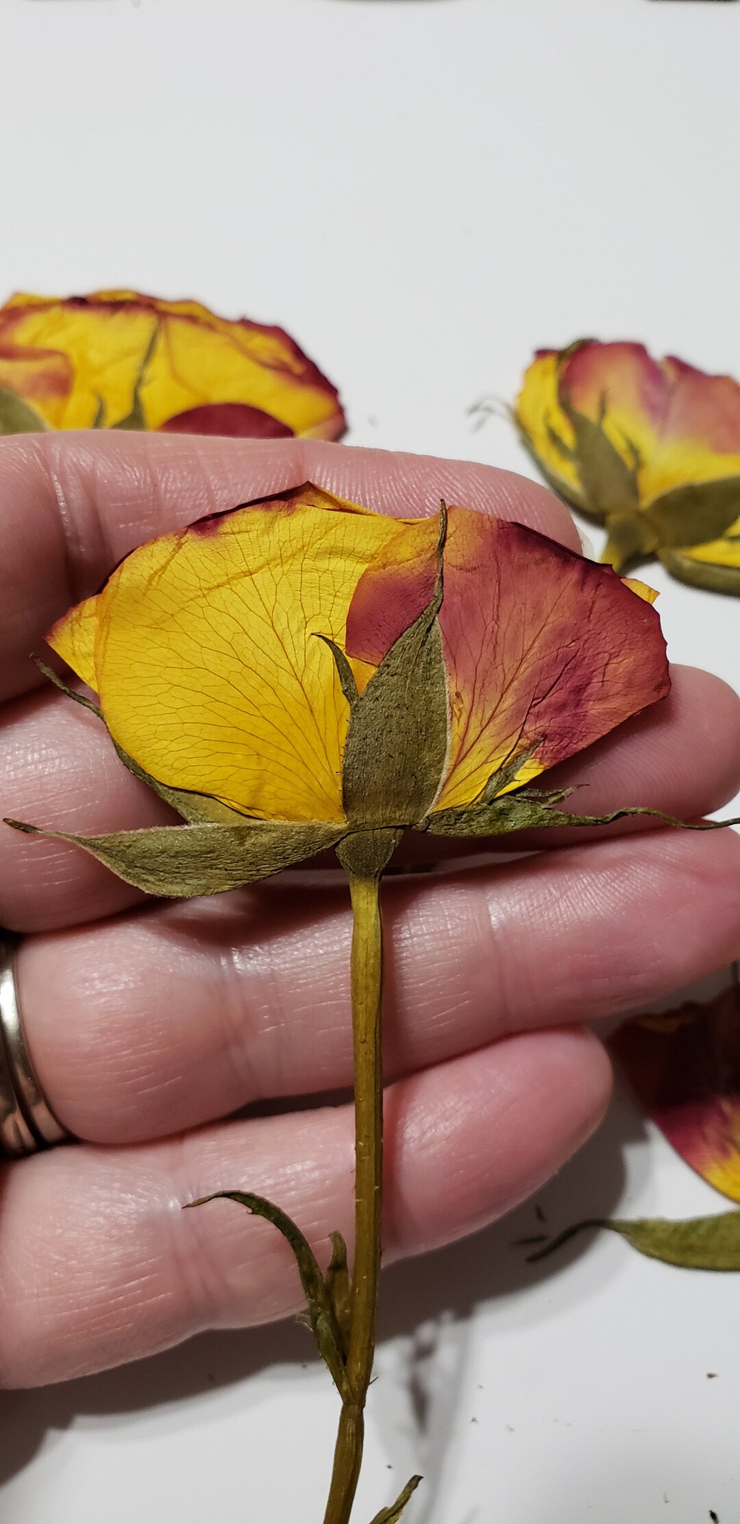 Pressed Bicolor Roses for Crafts, for Resin, Pressed Roses for Floral ...