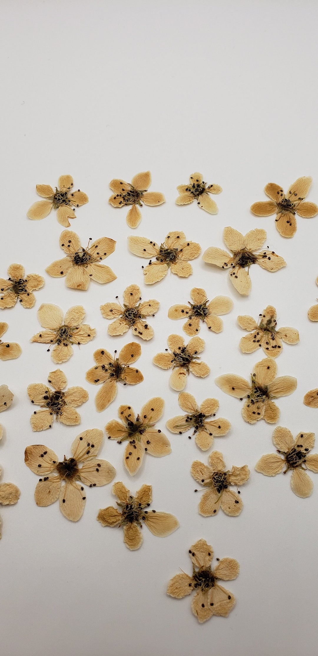 Vintage Edition Spring Flowers, Pressed Flowers for Resin, 30 Pcs - Etsy