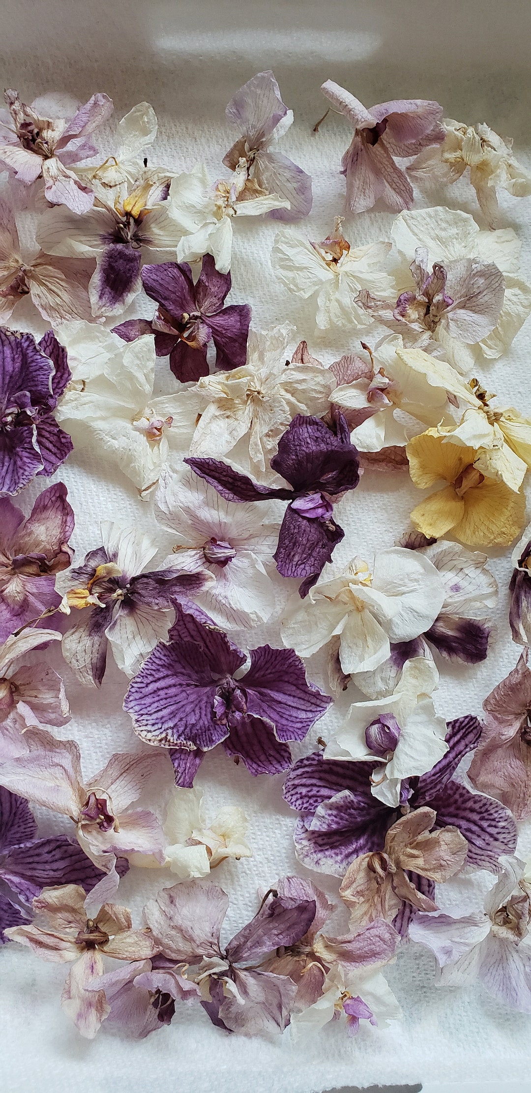 Fully Open, Air Dried Orchid Flowers for Crafts, Jewelry Making, Resin ...