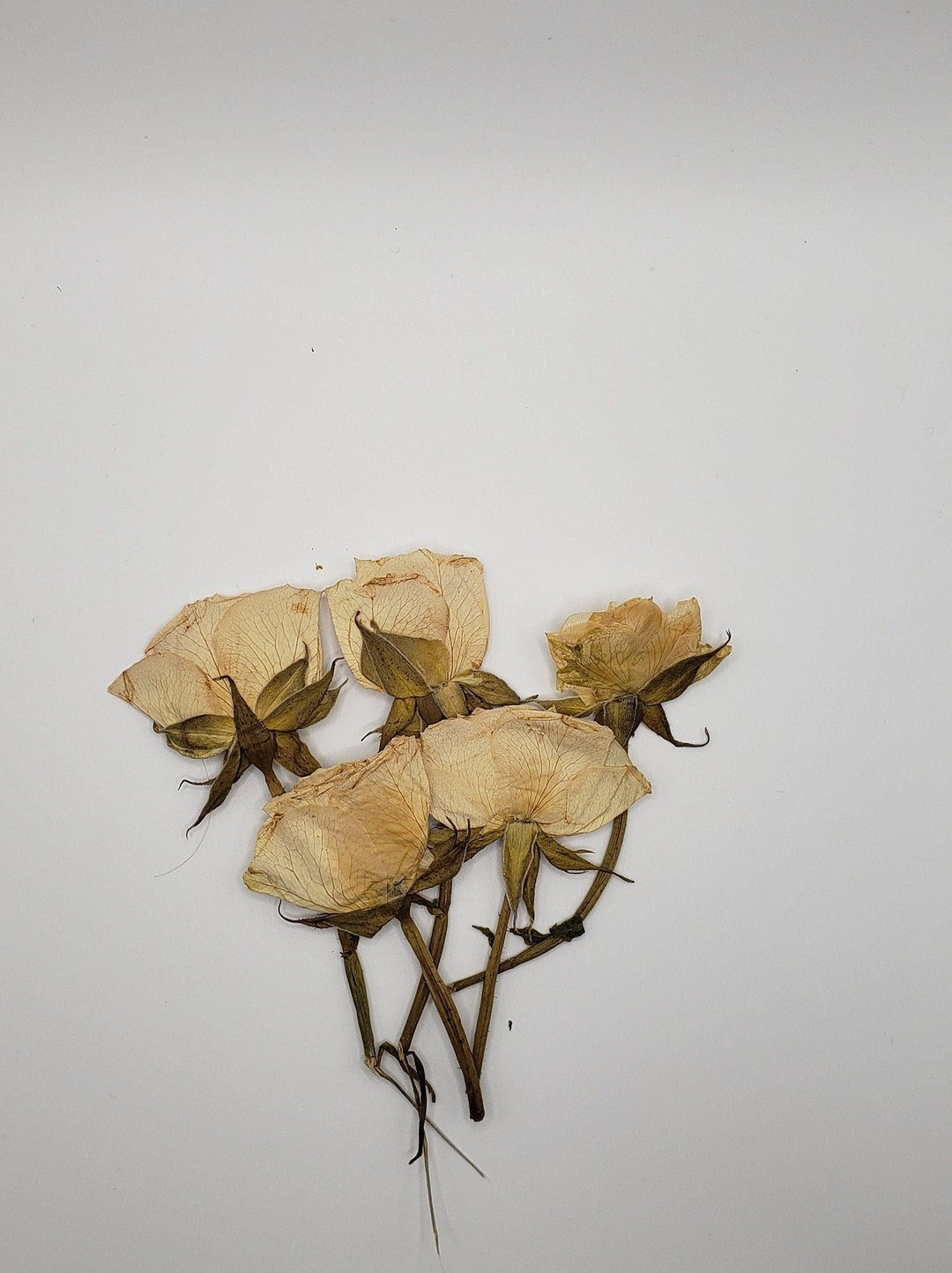 Pressed Roses, Mini White-beige Flowers for Crafts, for Resin, Set of 5 ...