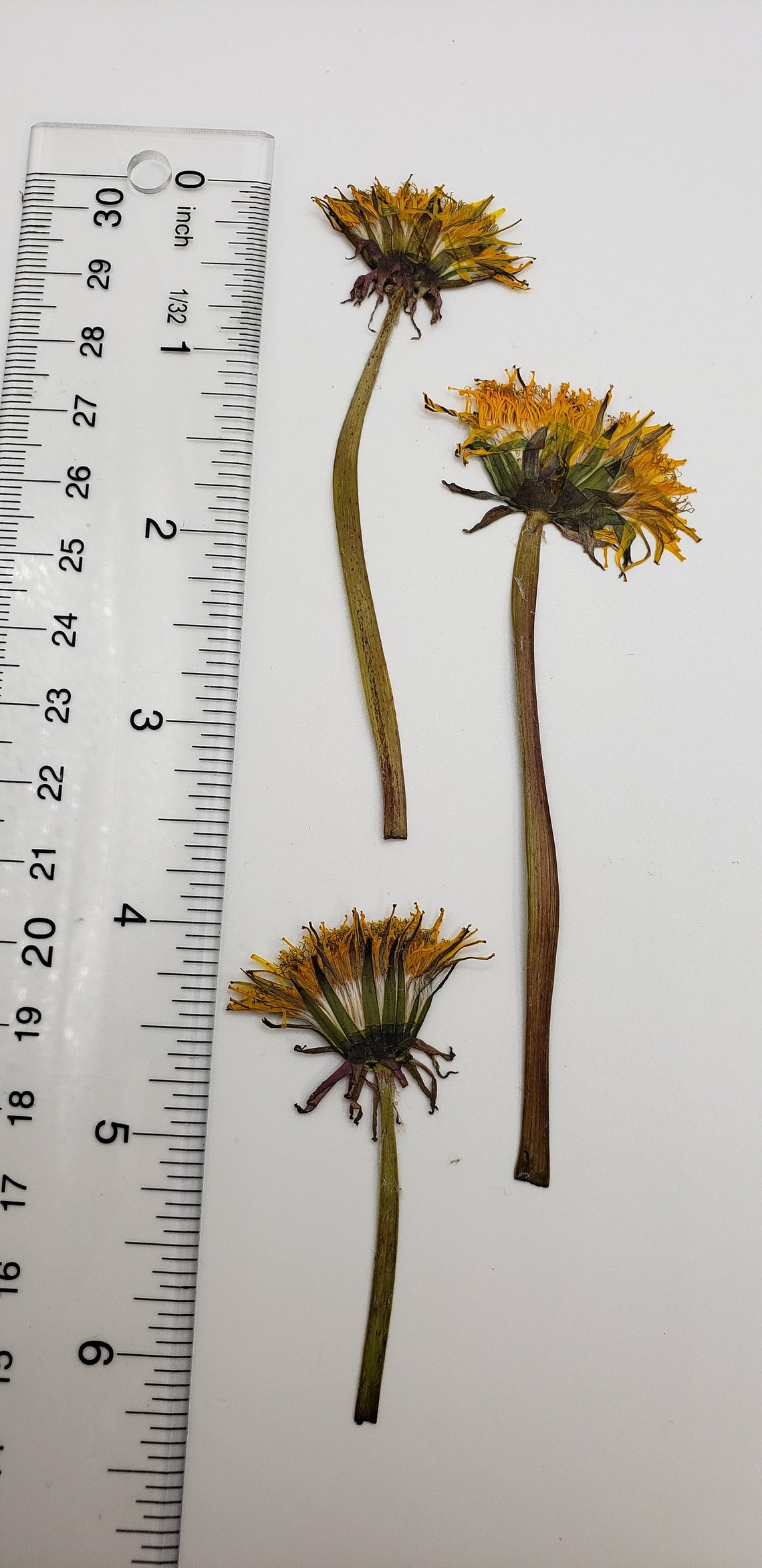 Pressed Dandelion Flowers, Dry Wild Flower for Resin - Etsy