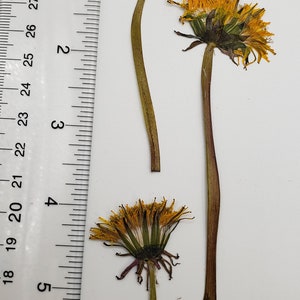 Pressed Dandelion Flowers, Dry Wild Flower for Resin - Etsy