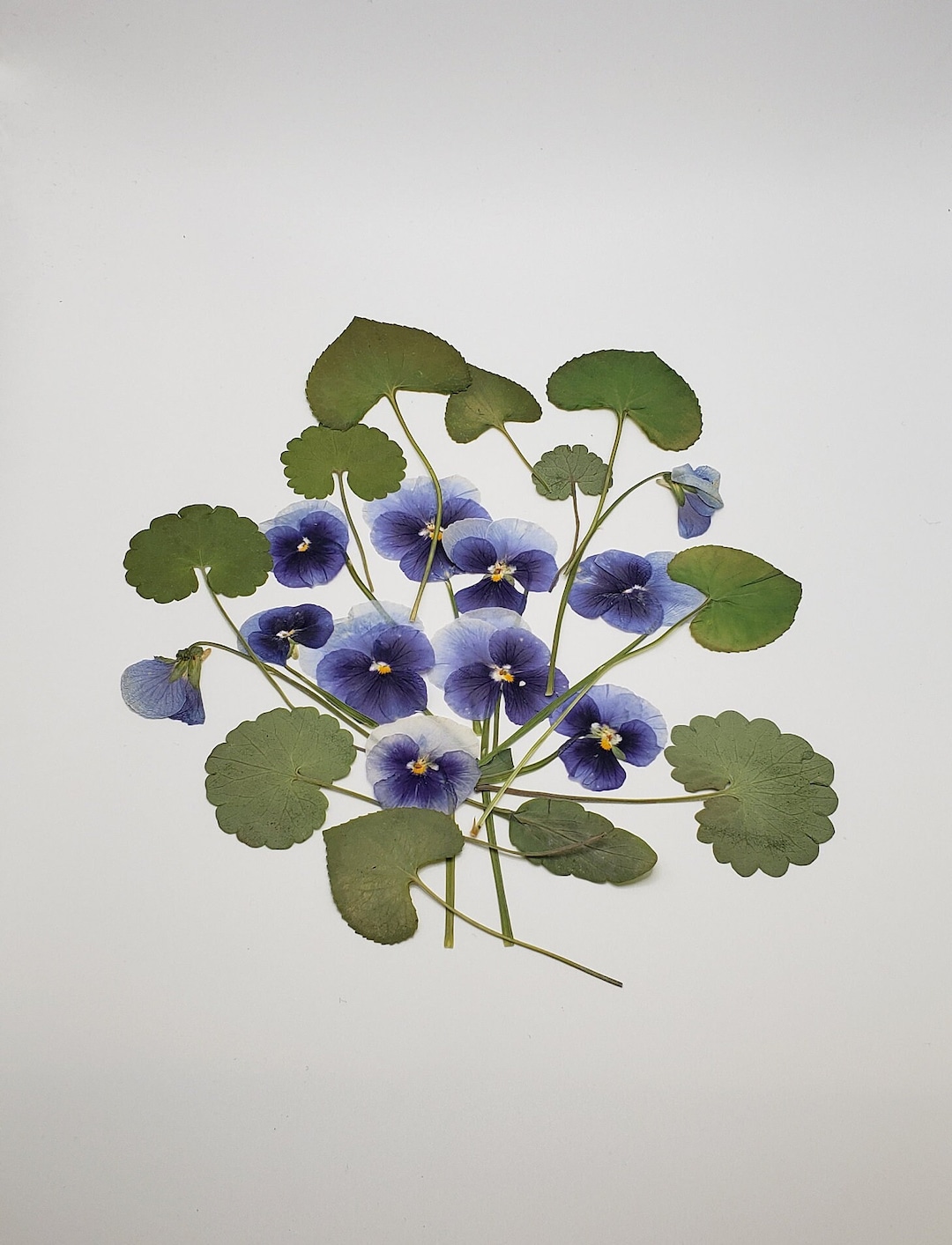 Multiple Sets of Pressed Pansies With Leaves Flat Dry Flower - Etsy