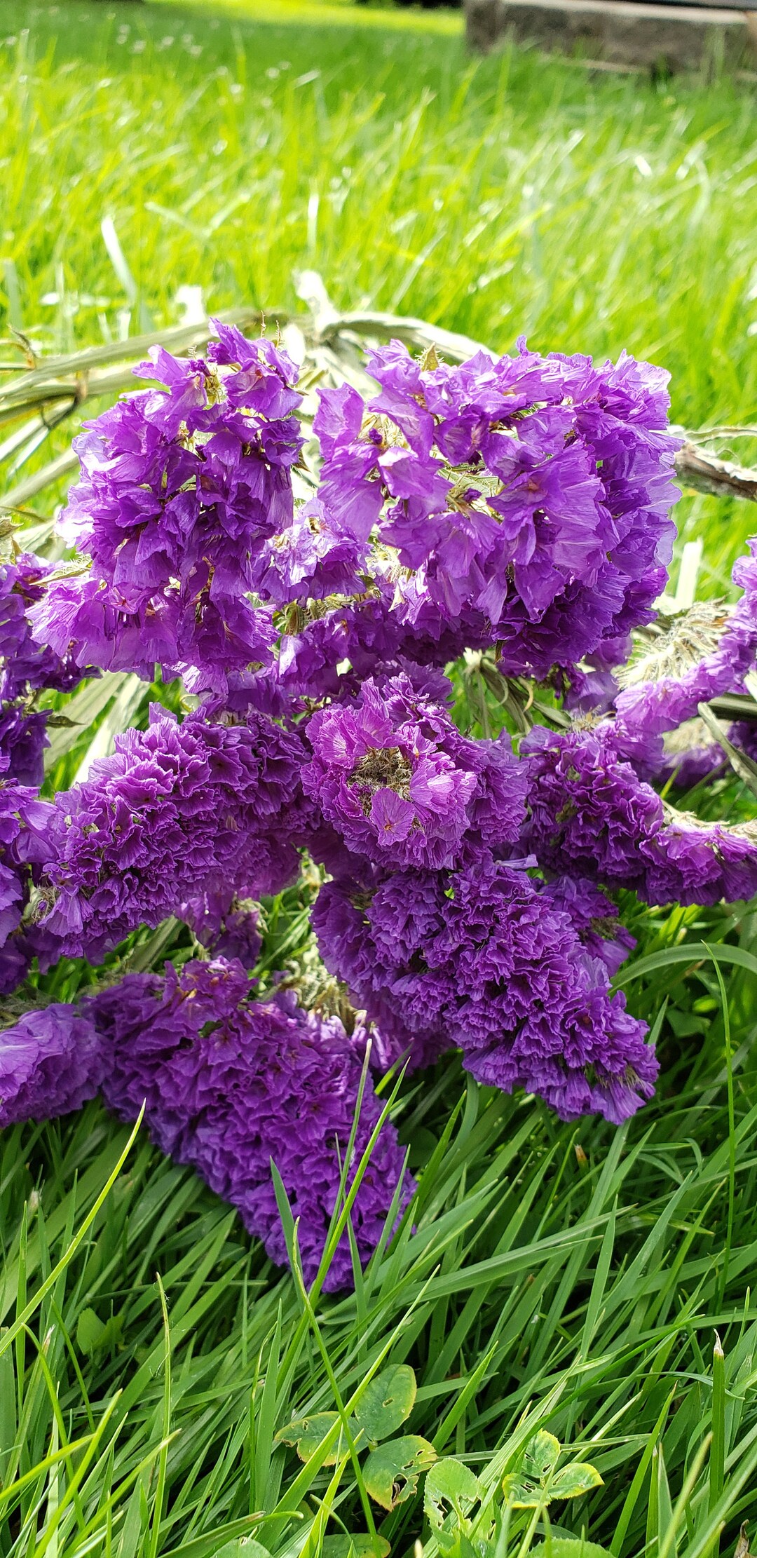Dried Statice Flower Purple Buquet Long Stem Dry Flowers - Etsy