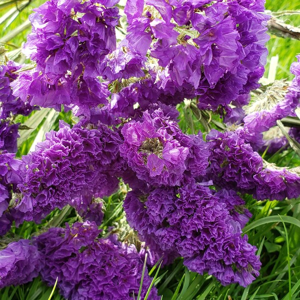 Statice Flowers - Etsy