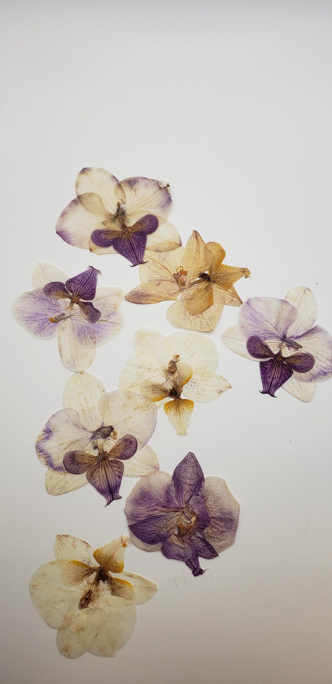 10 Pressed Small Orchid Flowers for Crafts, Resin, Jewelry - Etsy