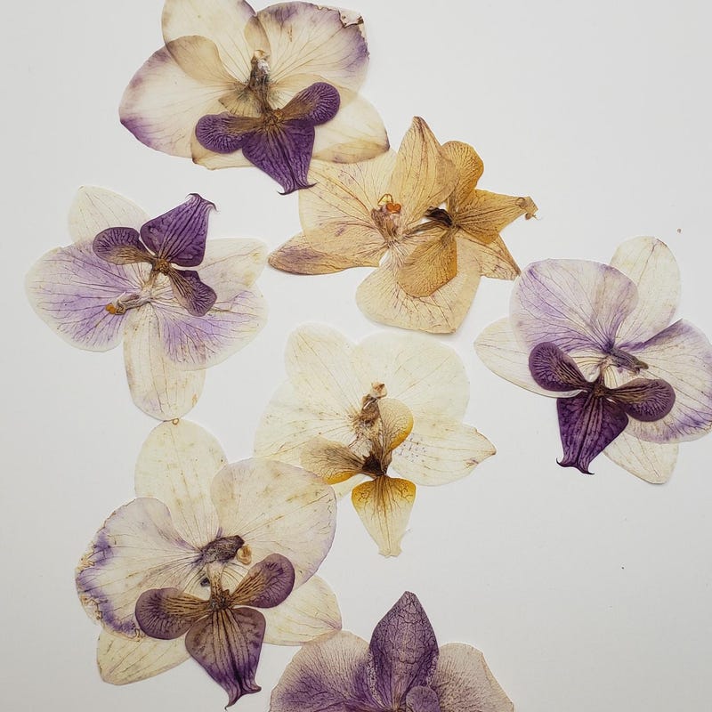 Pressed Tropical Flowers - Etsy