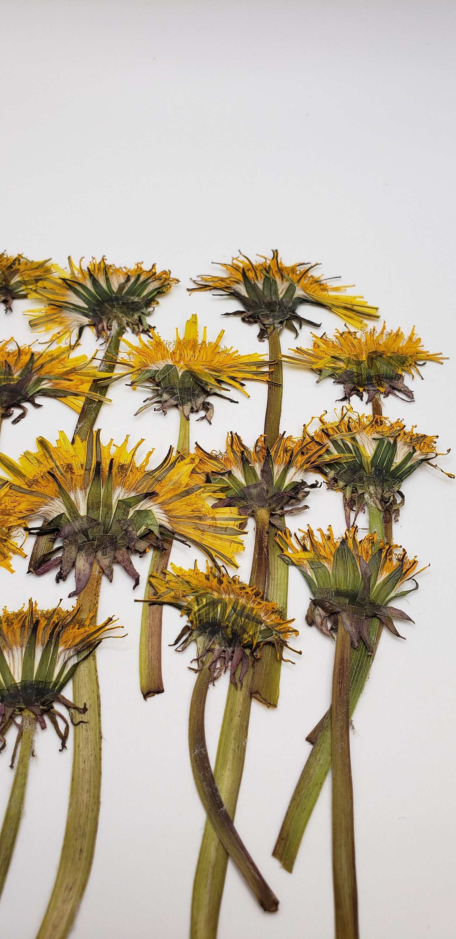 Pressed Dandelion Flowers, Dry Wild Flower for Resin - Etsy