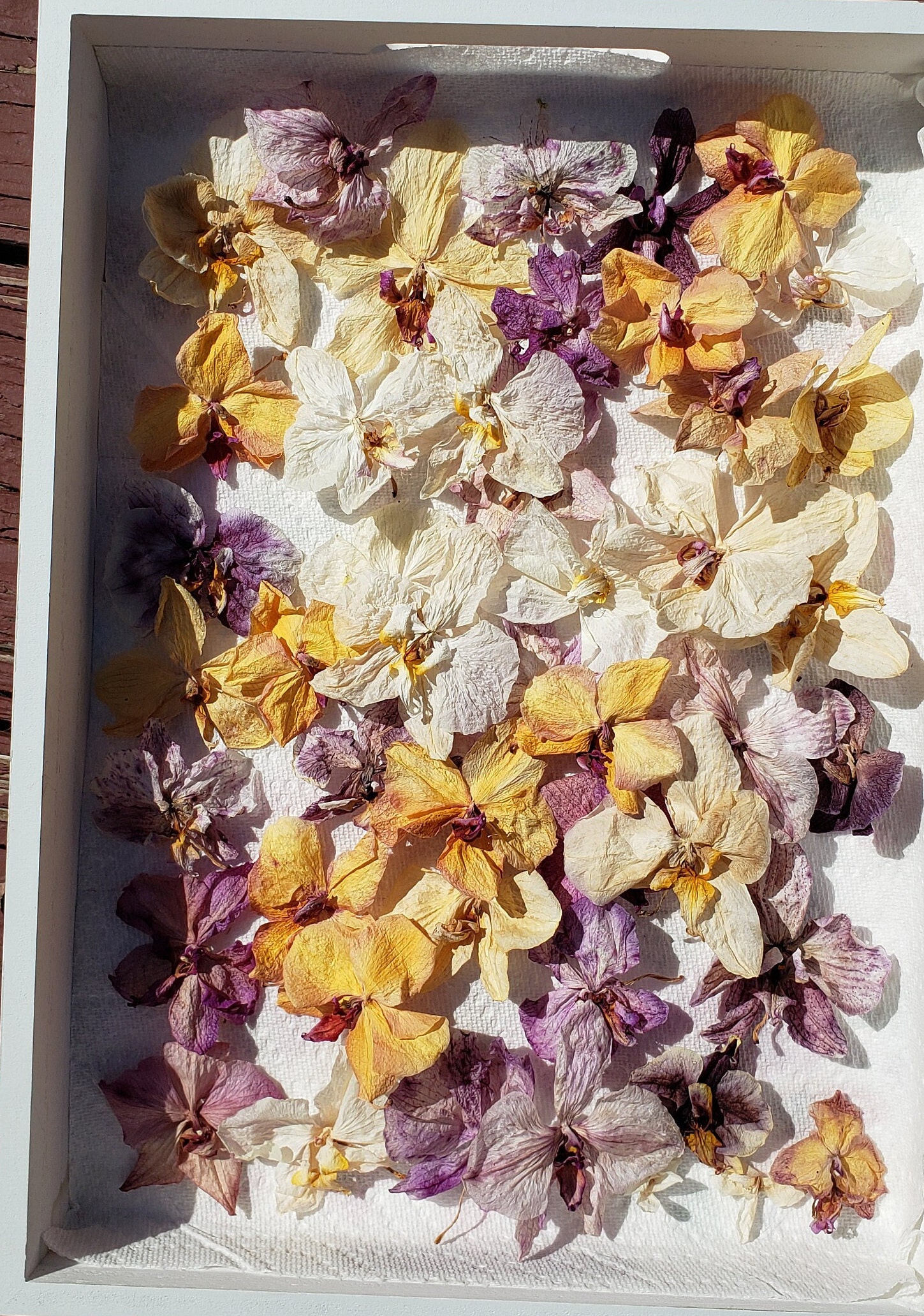 Fully Open Air Dried Orchid Flowers for Crafts Jewelry - Etsy