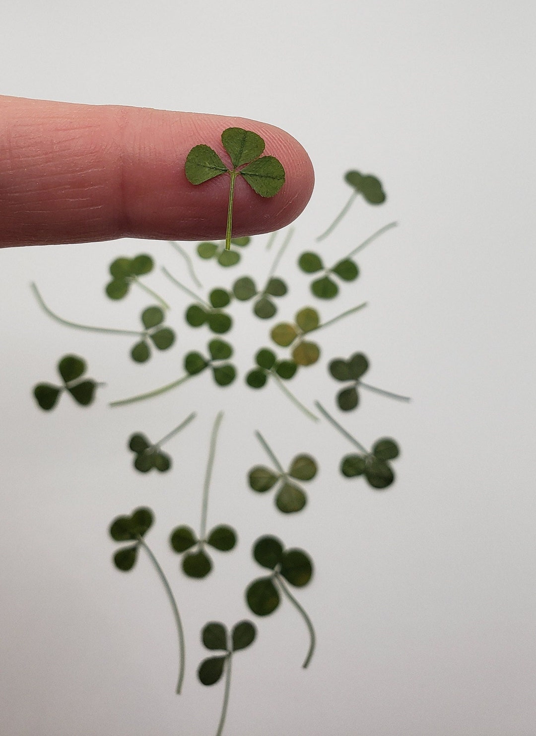 Smallest Clover Leaves, 30 Tiny Pieces - Etsy