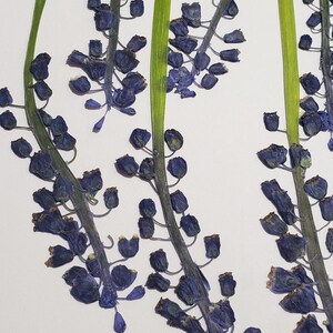 Pressed Grape Hyacinth Flowers, Set of 10 - Etsy