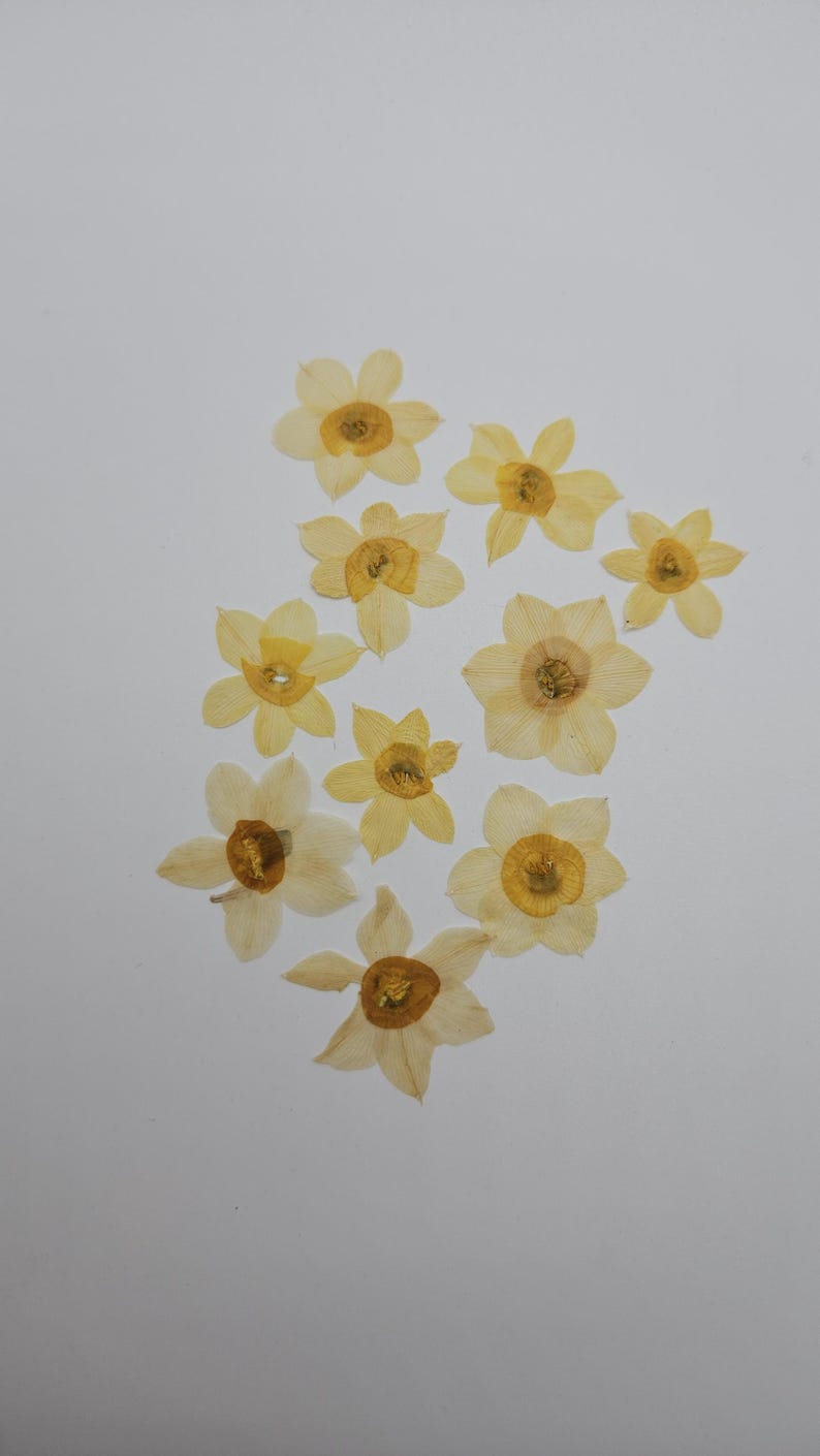 Pressed Daffodil Flowers, Mini Size - Etsy