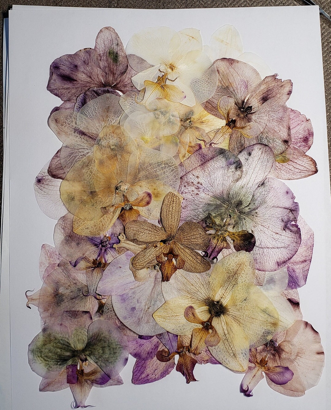 30 Pieces Second Grade Pressed Orchid Flowers for Crafts, Imperfect ...