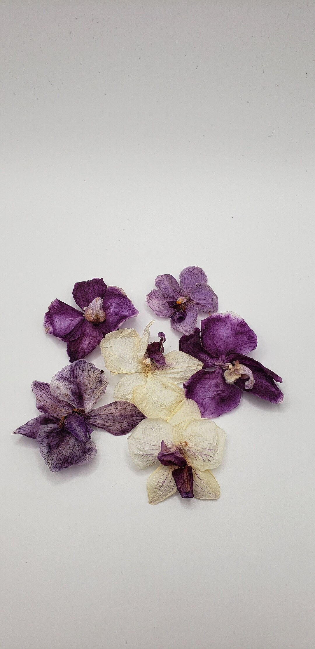 Mini Dried Orchid Flowers for Crafts, Small Orchids for Small Projects ...