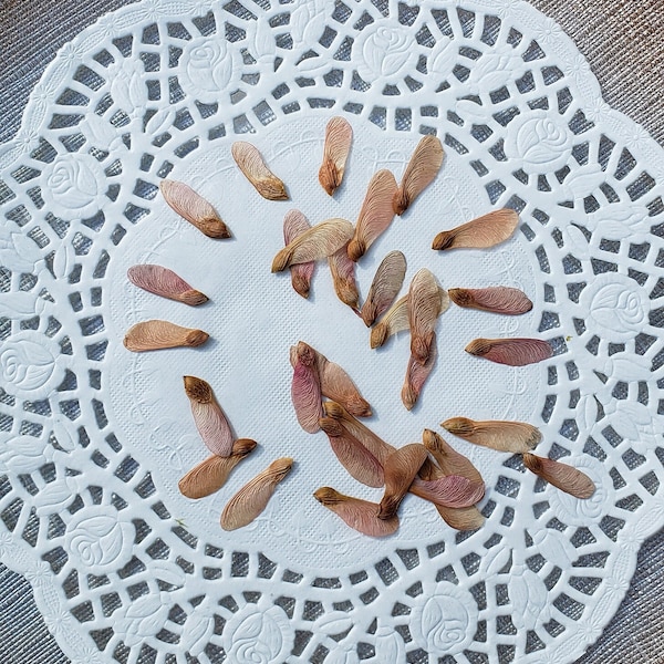 Helicopter Seed - Etsy