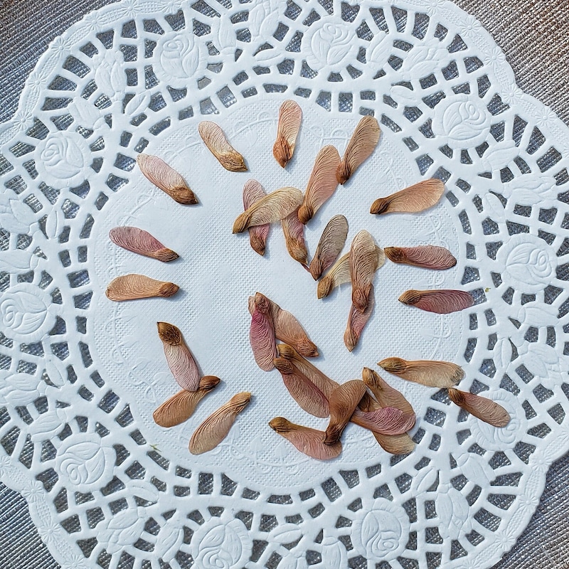 Helicopter Seed - Etsy