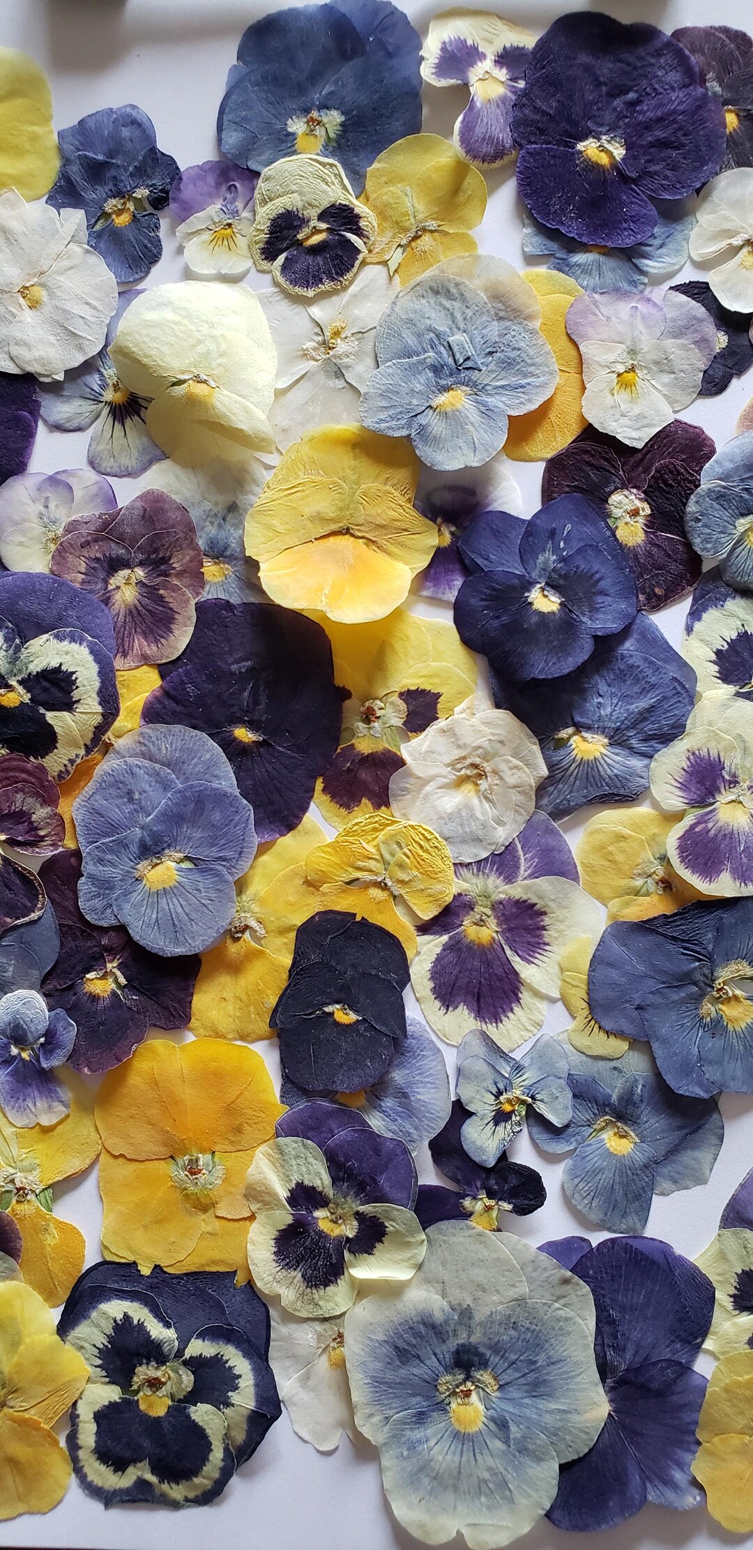 Pressed Dried Pansy Set, Pressed Flowers, 30 Pcs - Etsy
