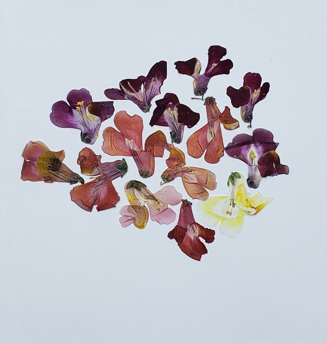 12 Pressed Snapdragon Flowers for Resin, Floral Crafts, Card and ...