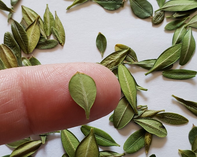 Mini Boxwood Leaves, 100 Tiny Leaves - Etsy