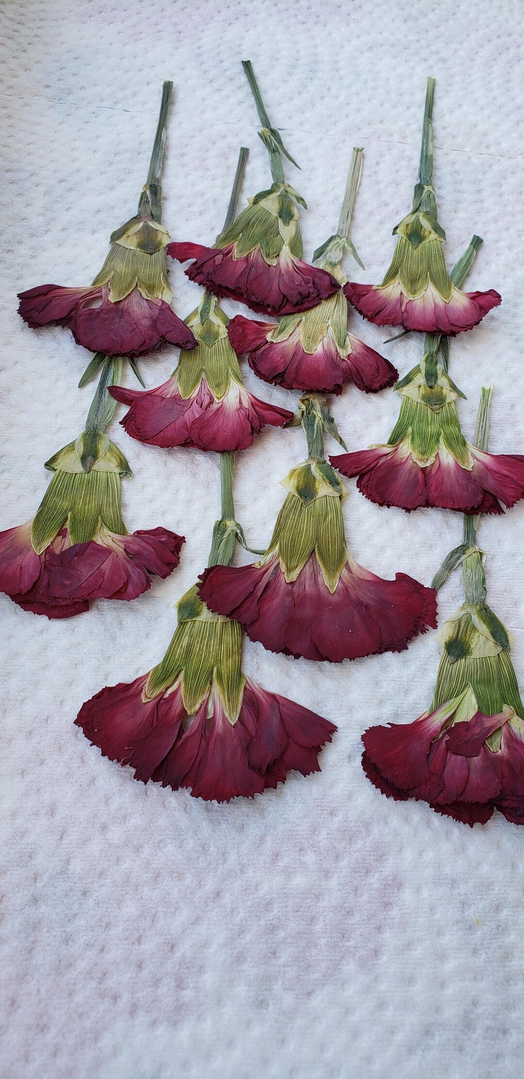 Pressed Carnations, Dry Red Carnations, Small Flower for Resin - Etsy