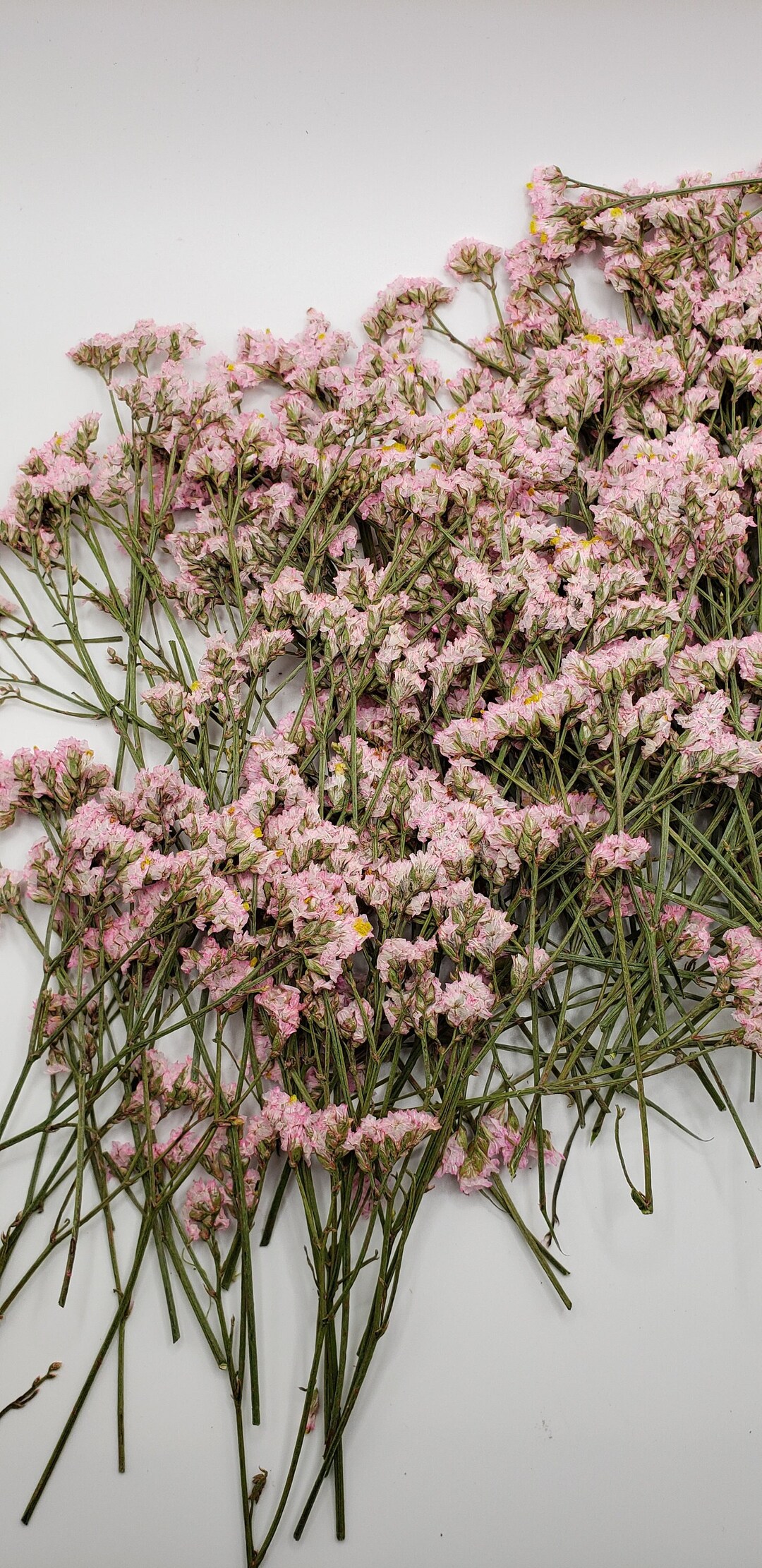 Pressed German Statice Flowers for Crafts, for Resin Art, for Cards and ...