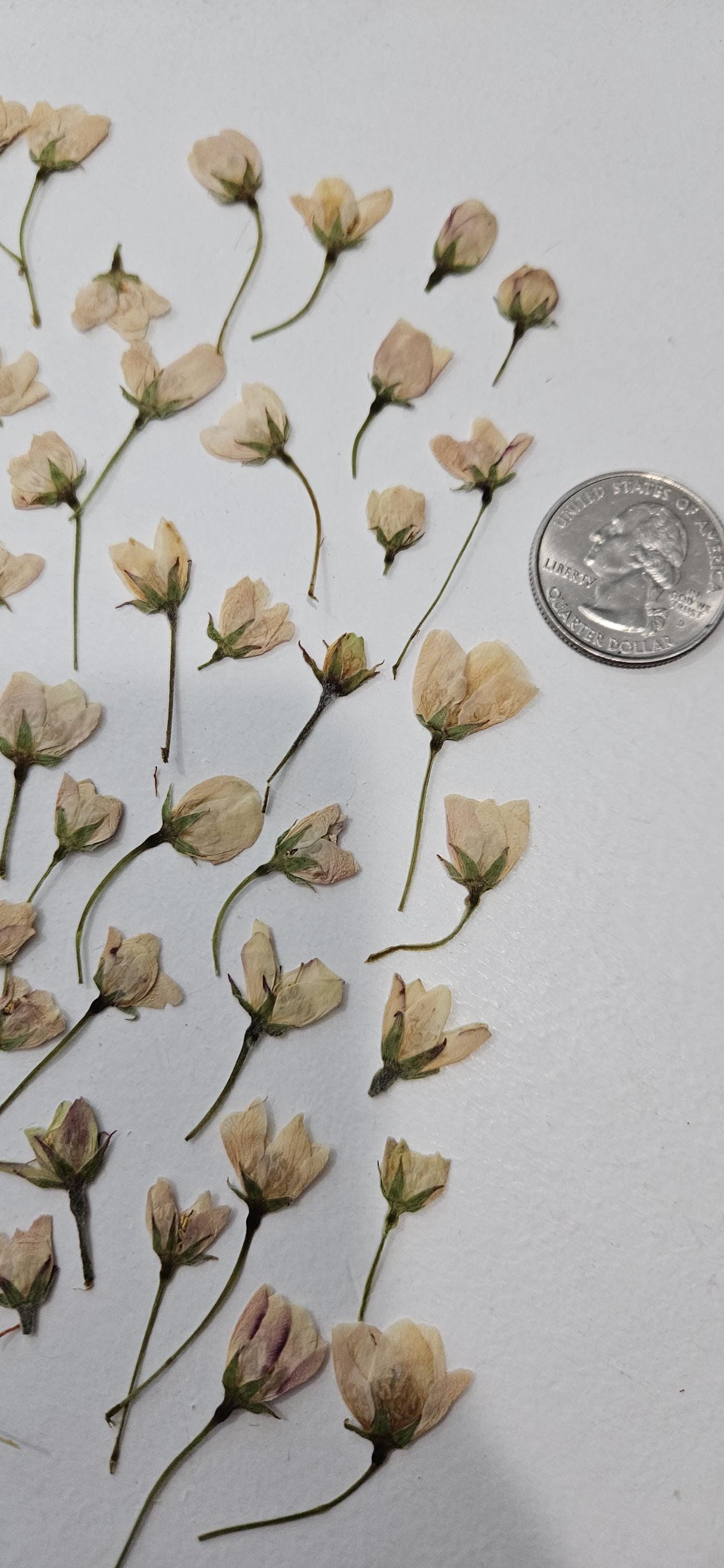 Pressed Spring Flower Buds, 30 Small Pieces - Etsy