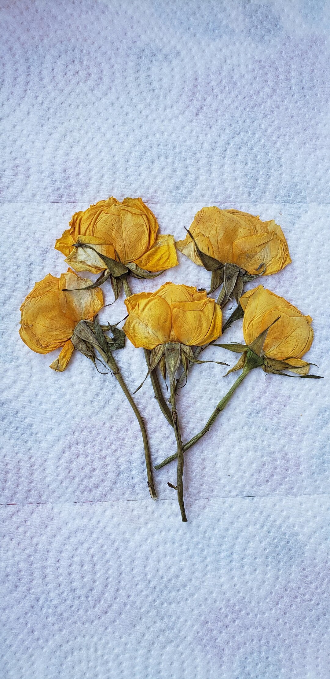 Mini Yellow Roses, Pressed Roses for Resin, Set of 5 - Etsy