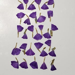 Pressed Mini Statice, Small Flower for Resin - Etsy
